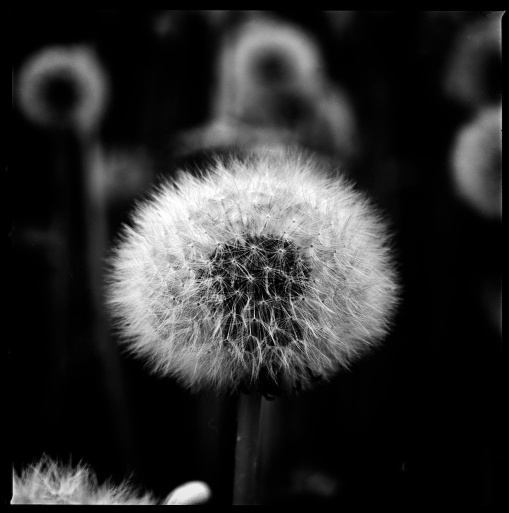 Dandelion II – My Photographic World